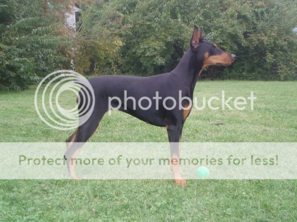 Correct standing position? | Doberman Forum : Doberman Breed Dog Forums