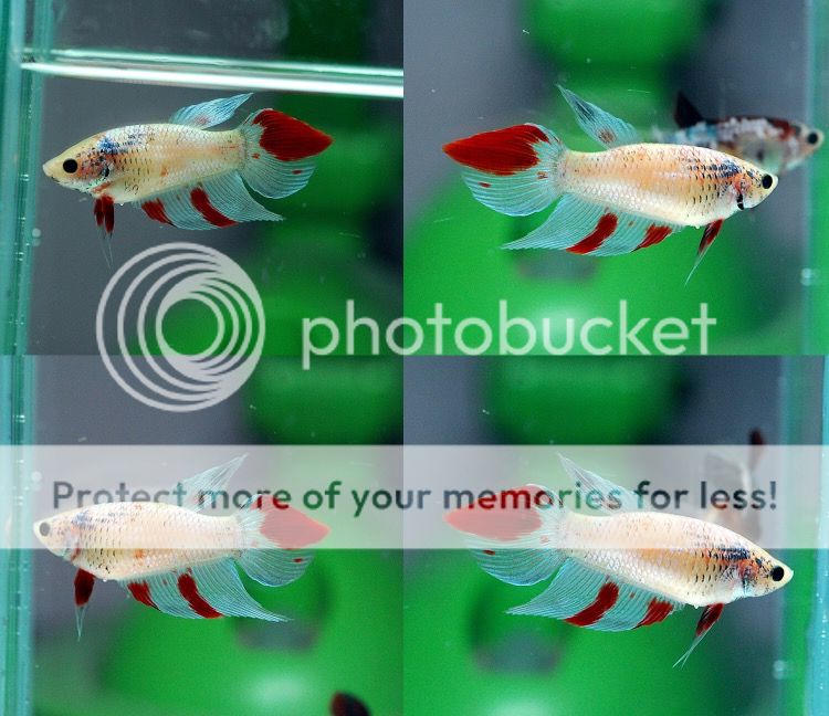 The AquaBid Thread! | Page 760 | Betta Fish Forum